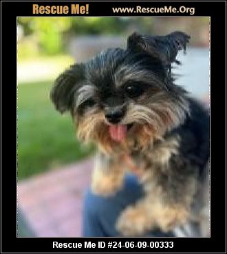 - California Yorkie Rescue - ADOPTIONS - Rescue Me!