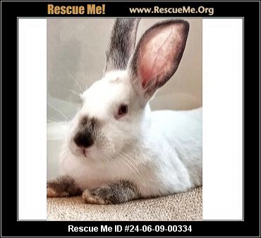 - California Rabbit Rescue - ADOPTIONS - Rescue Me!