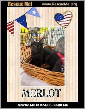 - Florida Cat Rescue - ADOPTIONS - Rescue Me!