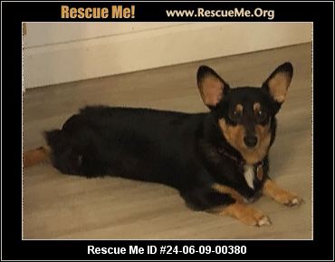 - Georgia Dog Rescue - ADOPTIONS - Rescue Me!