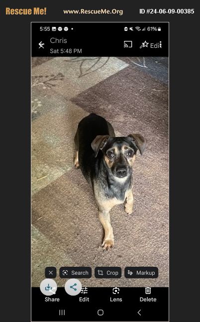 ADOPT 24060900385 ~ Dachshund Rescue ~ MAIDEN, NC