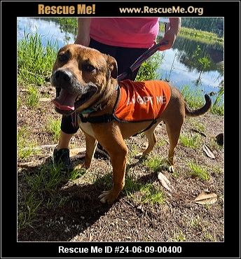 - North Carolina Dog Rescue - ADOPTIONS - Rescue Me!