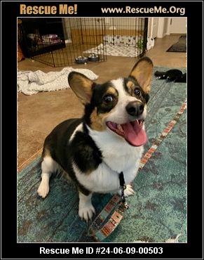 - Arizona Corgi Rescue - ADOPTIONS - Rescue Me!