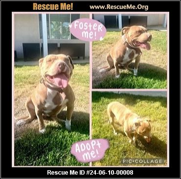 - California Pit Bull Rescue - ADOPTIONS - Rescue Me!