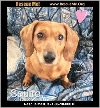 - Pennsylvania Dog Rescue - ADOPTIONS - Rescue Me!