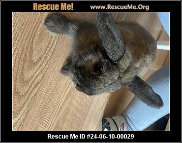 - Illinois Rabbit Rescue - ADOPTIONS - Rescue Me!