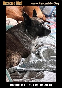 - Colorado Dog Rescue - ADOPTIONS - Rescue Me!