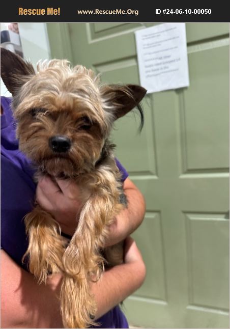 ADOPT 24061000050 ~ Yorkie Rescue ~ Sebring, FL