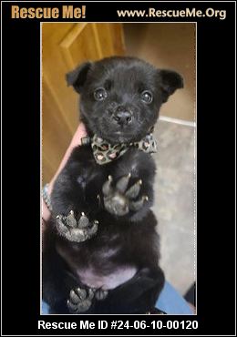 - North Carolina Dog Rescue - ADOPTIONS - Rescue Me!