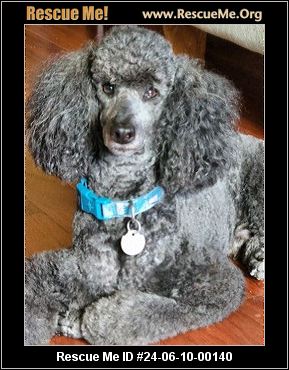 - California Poodle Rescue - ADOPTIONS - Rescue Me!
