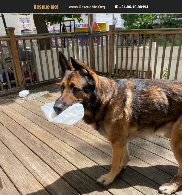 ADOPT 24061000194 ~ German Shepherd Rescue ~ Stirling, NJ
