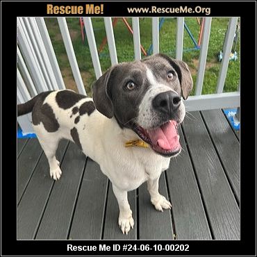 - Pennsylvania Dog Rescue - ADOPTIONS - Rescue Me!