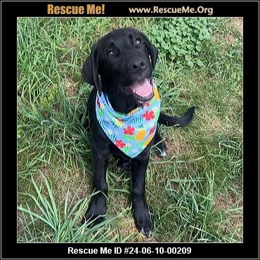 - Pennsylvania Dog Rescue - ADOPTIONS - Rescue Me!