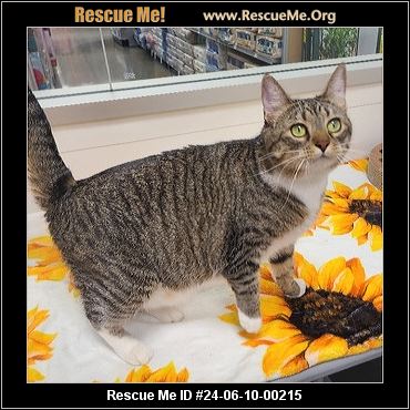 - Missouri Cat Rescue - ADOPTIONS - Rescue Me!