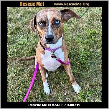 - Pennsylvania Dog Rescue - ADOPTIONS - Rescue Me!