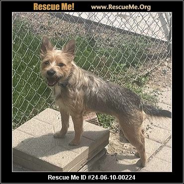 - Pennsylvania Dog Rescue - ADOPTIONS - Rescue Me!