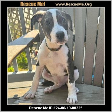 - Pennsylvania Dog Rescue - ADOPTIONS - Rescue Me!