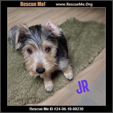 - Pennsylvania Dog Rescue - ADOPTIONS - Rescue Me!