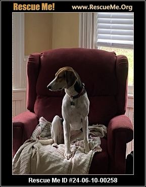 - Virginia Dog Rescue - ADOPTIONS - Rescue Me!