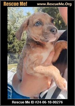 - North Carolina Dog Rescue - ADOPTIONS - Rescue Me!