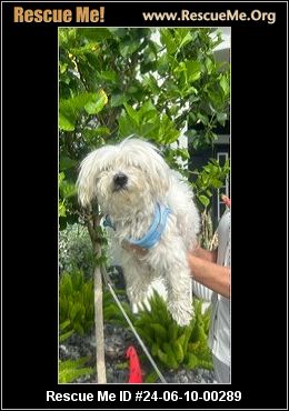 - Florida Maltese Rescue - ADOPTIONS - Rescue Me!