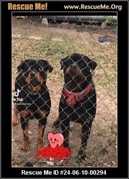 - Texas Rottweiler Rescue - ADOPTIONS - Rescue Me!