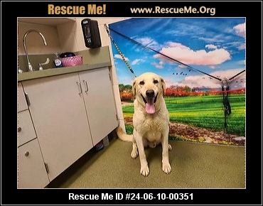 - California Lab Rescue - ADOPTIONS - Rescue Me!