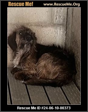 - Georgia Dog Rescue - ADOPTIONS - Rescue Me!