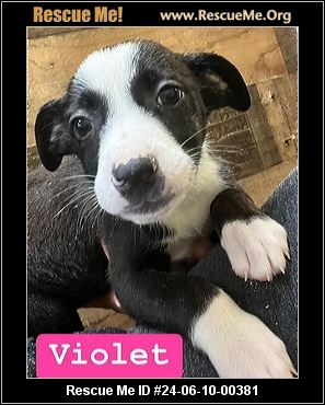 - Georgia Dog Rescue - ADOPTIONS - Rescue Me!