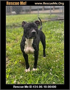 - Georgia Dog Rescue - ADOPTIONS - Rescue Me!