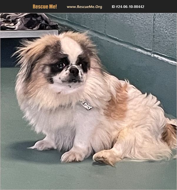 ADOPT 24061000442 ~ Pekingese Rescue ~ Log Lane Village, CO