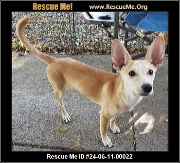 - California Basenji Rescue - ADOPTIONS - Rescue Me!