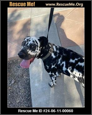 - California Dalmatian Rescue - ADOPTIONS - Rescue Me!