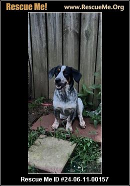 - Rhode Island Dog Rescue - ADOPTIONS - Rescue Me!