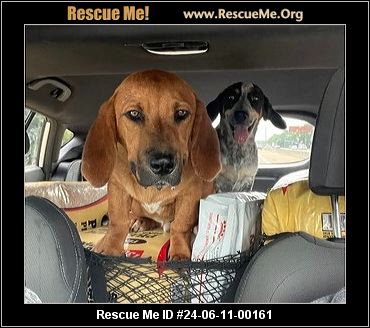 - Rhode Island Dog Rescue - ADOPTIONS - Rescue Me!