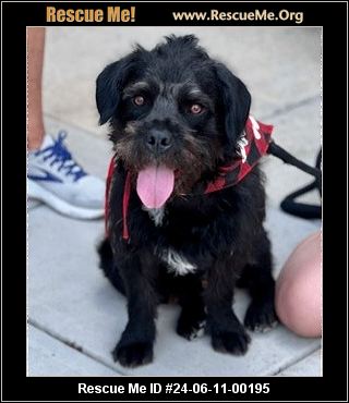 - Colorado Dog Rescue - ADOPTIONS - Rescue Me!