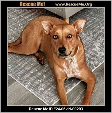 - Colorado Dog Rescue - ADOPTIONS - Rescue Me!