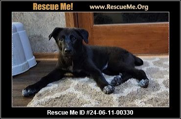 - Wisconsin Dog Rescue - ADOPTIONS - Rescue Me!
