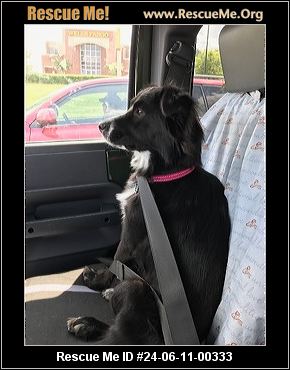 - Georgia Border Collie Rescue - ADOPTIONS - Rescue Me!