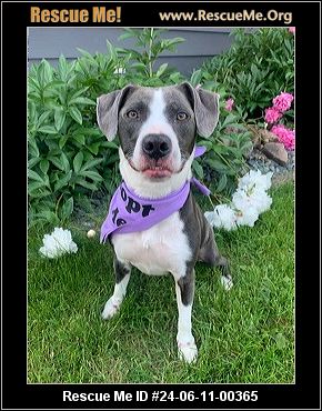 - Wisconsin Dog Rescue - ADOPTIONS - Rescue Me!