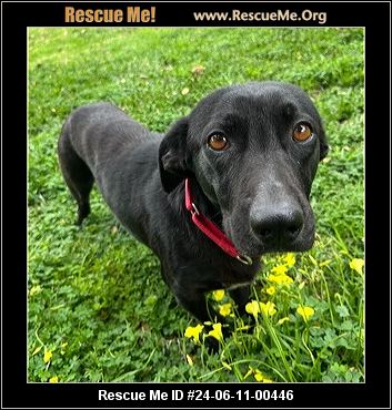 - California Corgi Rescue - ADOPTIONS - Rescue Me!