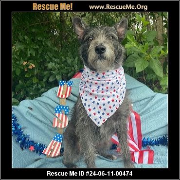 - Florida Schnauzer Rescue - ADOPTIONS - Rescue Me!