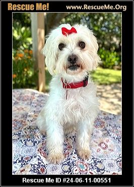 - Florida Maltese Rescue - ADOPTIONS - Rescue Me!