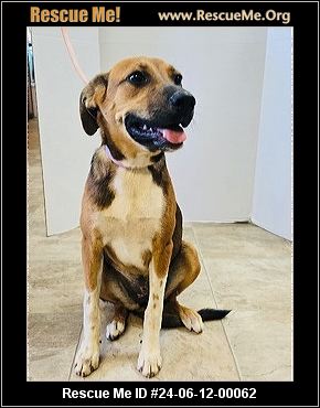 - Oklahoma Beagle Rescue - ADOPTIONS - Rescue Me!