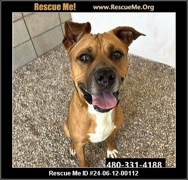 - Arizona Boxer Rescue - ADOPTIONS - Rescue Me!