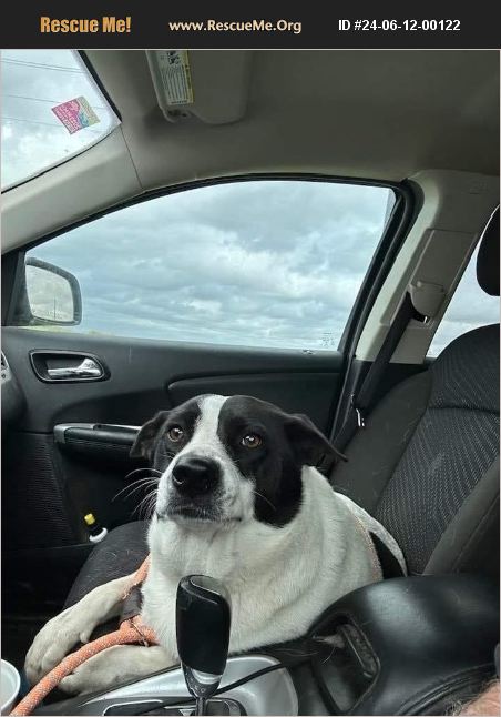 ADOPT 24061200122 ~ Australian Shepherd Rescue ~ Newtown, CT