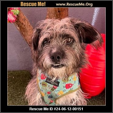 - California Schnauzer Rescue - ADOPTIONS - Rescue Me!