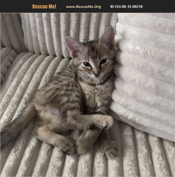 ADOPT 24061200218 ~ Domestic Cat Rescue ~ Austin, TX