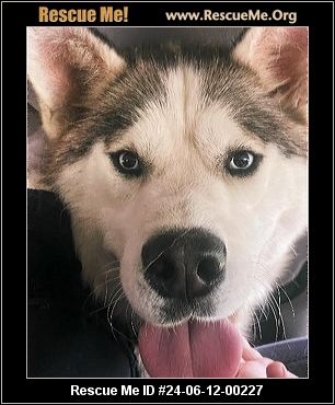 - Michigan Siberian Husky Rescue - ADOPTIONS - Rescue Me!