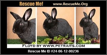 - Illinois Rabbit Rescue - ADOPTIONS - Rescue Me!